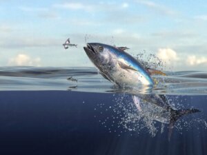 Atum-rabilho: dieta e características - Meus Animais