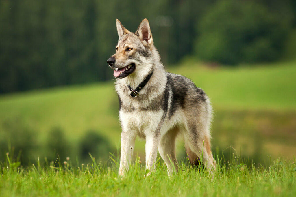 A resistência do lobo ao correr - Meus Animais