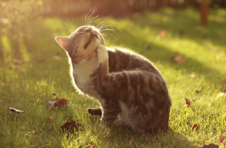 Atopia: por que acontece? - Meus Animais