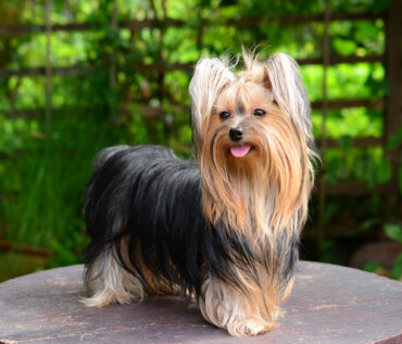 Saiba tudo sobre a raça yorkshire terrier - Meus Animais