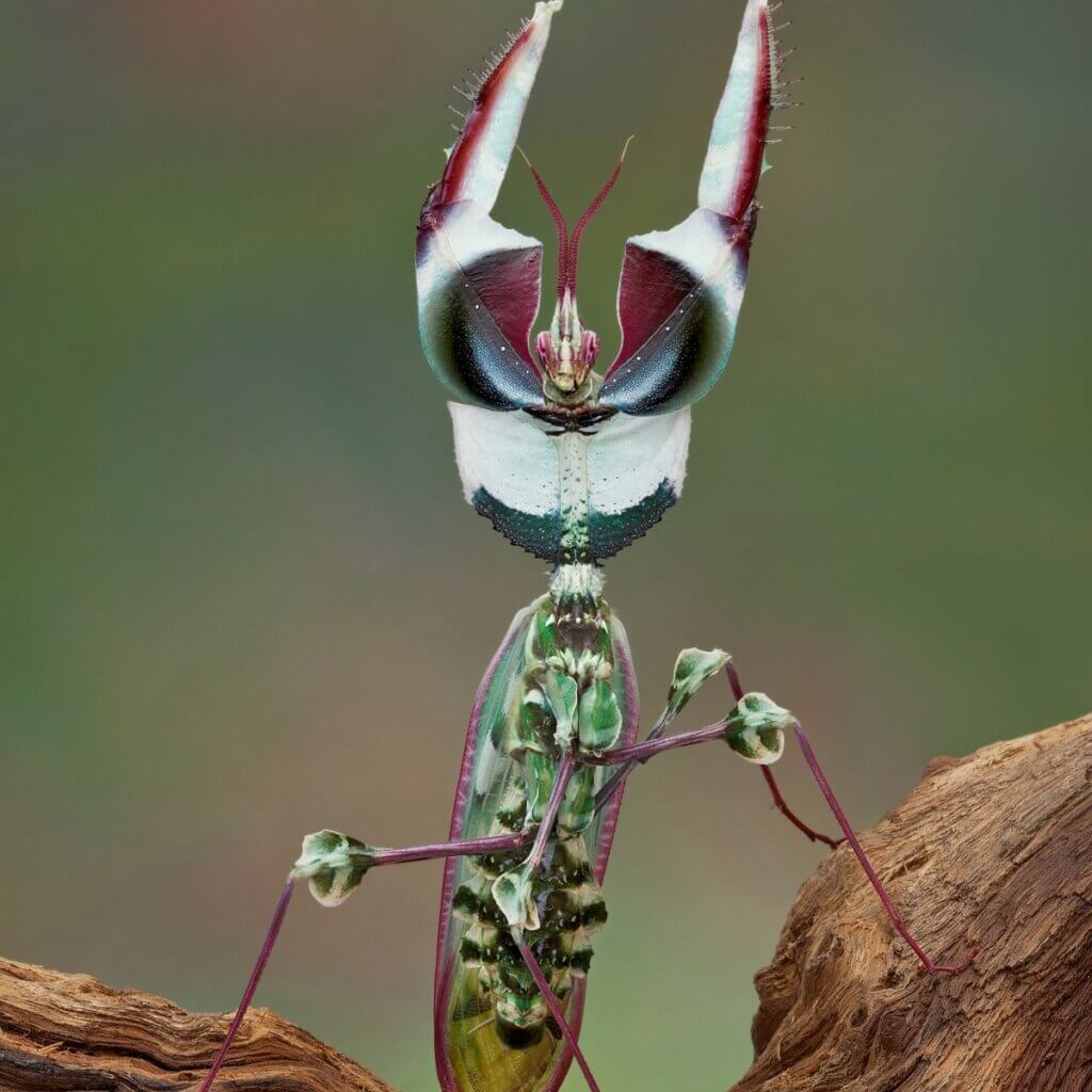 Idolomantis diabolica: tudo que você precisa saber - Meus Animais