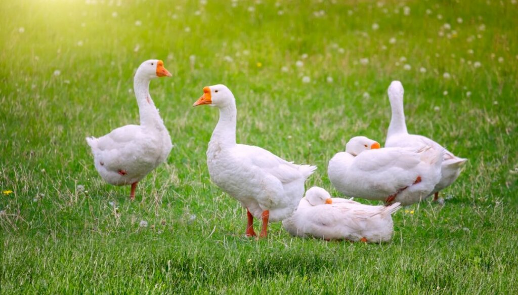 5 diferenças entre patos e gansos