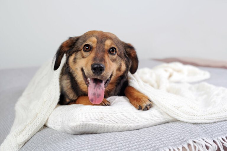 Faringite em cães: tudo o que você precisa saber - Meus Animais