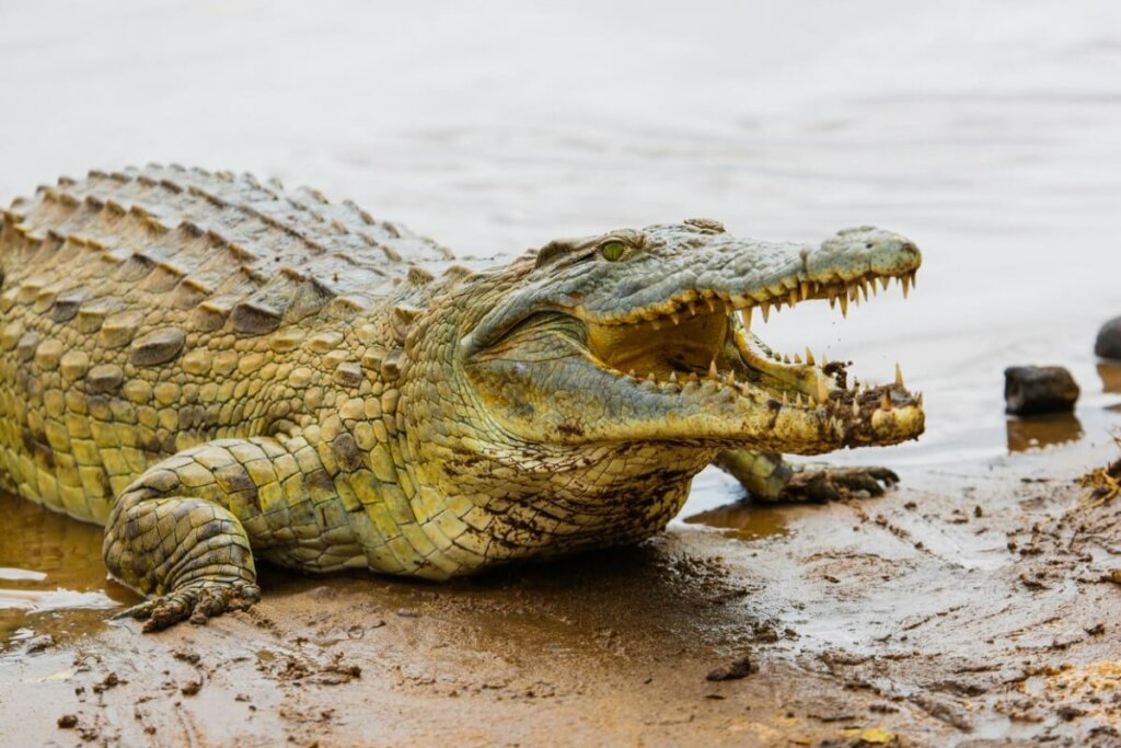 9 tipos de crocodilos - Meus Animais