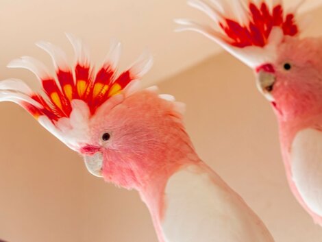 Cacatua-rosa: habitat e características - Meus Animais