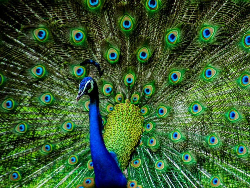 Por que o pavão abre sua cauda em leque? - Meus Animais