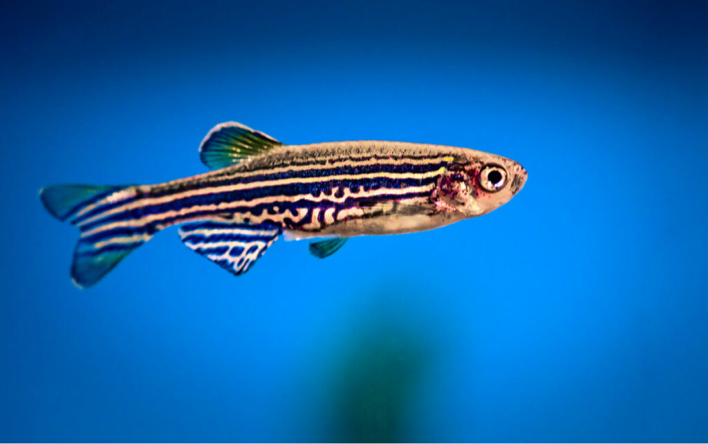 Cuidados com o peixe-zebra - Meus Animais