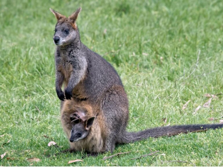 10 tipos de marsupiais - Meus Animais