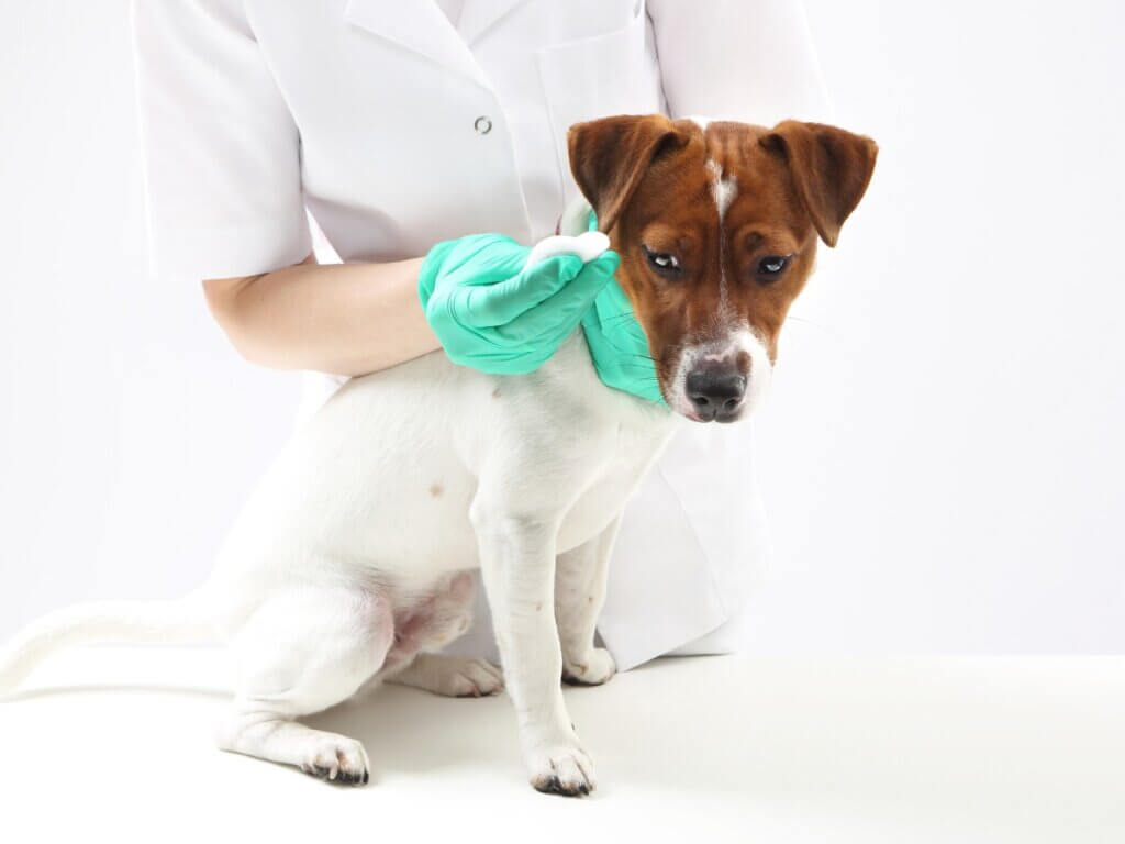 Parafimose em cães: características, causas e tratamento - Meus Animais