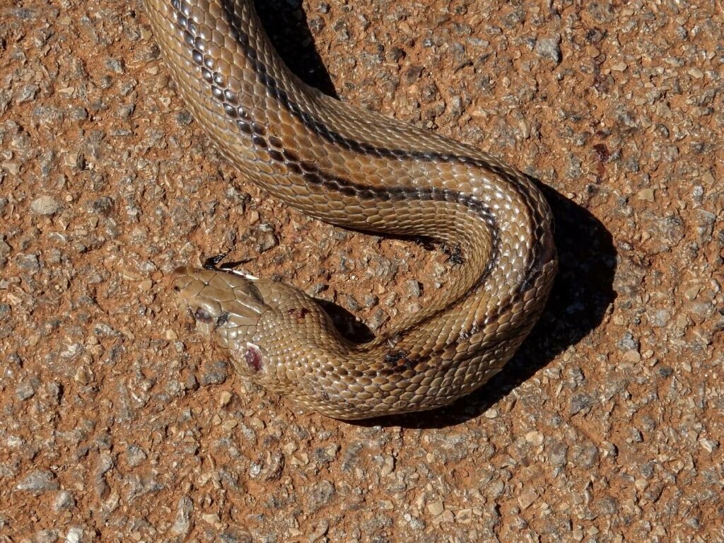 Cobra-de-escada: habitat e características - Meus Animais