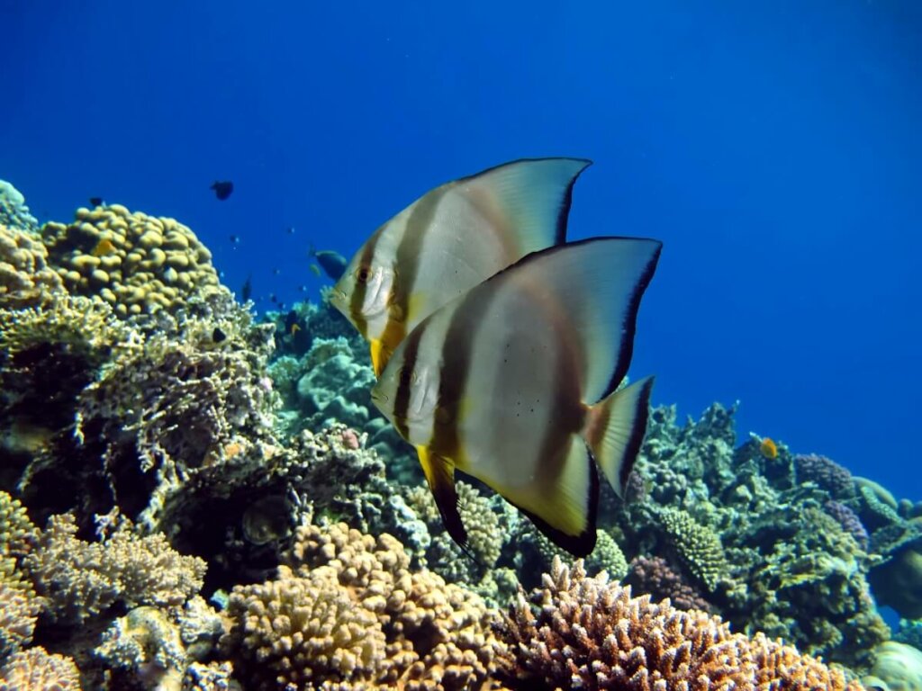 O peixe-morcego Platax pinnatus: habitat, tipos e características ...