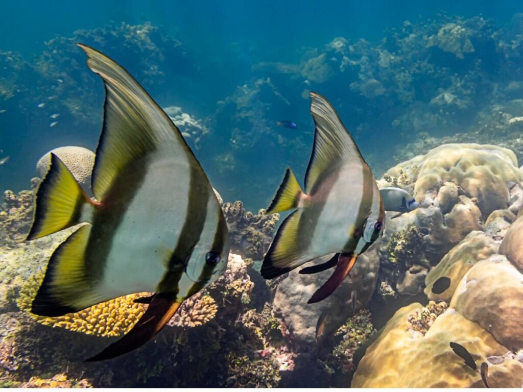 O peixe-morcego Platax pinnatus: habitat, tipos e características ...