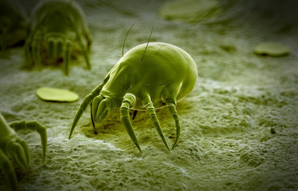 Por que os ácaros dão alergia? - Meus Animais