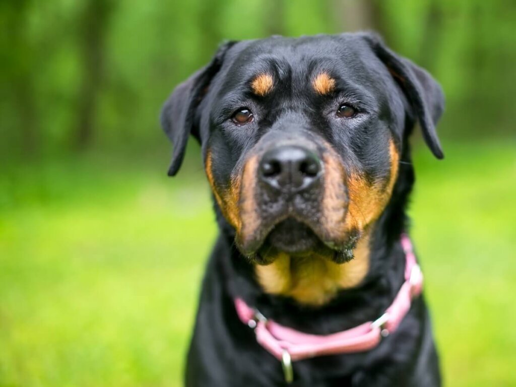 Diferenças entre um rottweiler americano e alemão - Meus Animais
