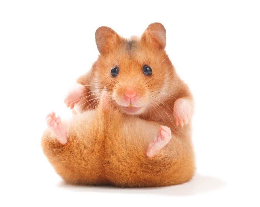 Diferenças entre hamster e porquinho-da-índia - Meus Animais