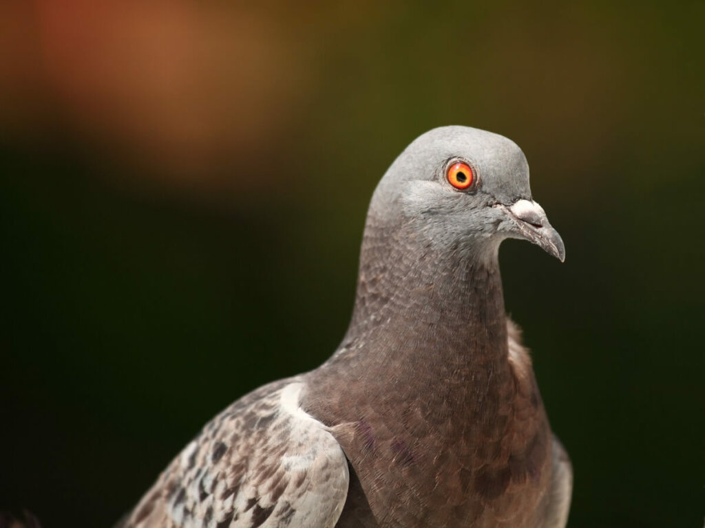 O comportamento dos pombos - Meus Animais