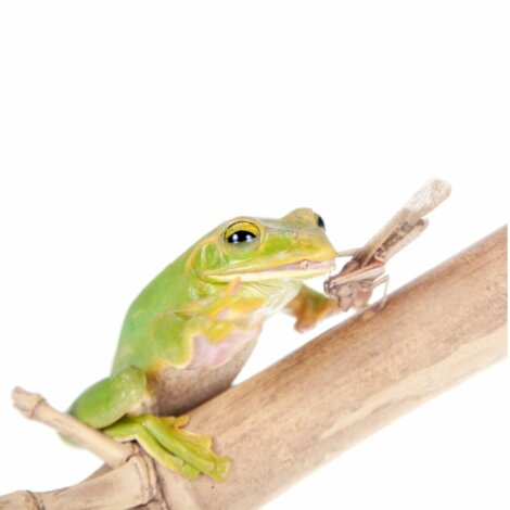O que os sapos comem? - Meus Animais