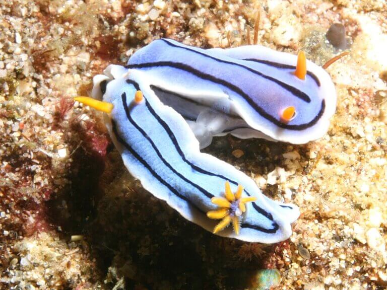 Saiba tudo sobre o Chromodoris lochi, um molusco muito estranho - Meus ...