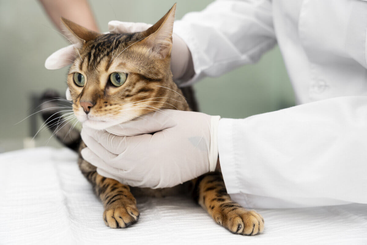 Micose em gatos: causas, sintomas e tratamentos - Meus Animais