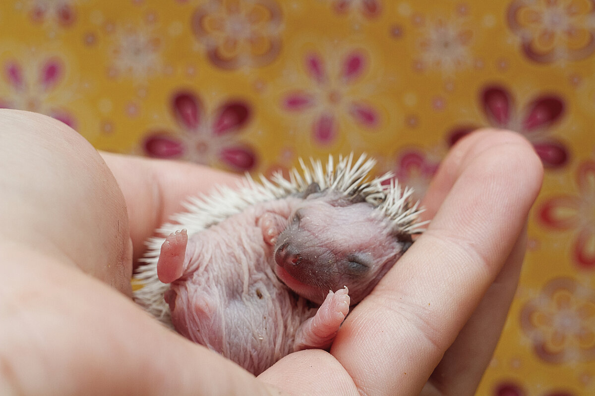 Bebê ouriço: todos os cuidados necessários - Meus Animais